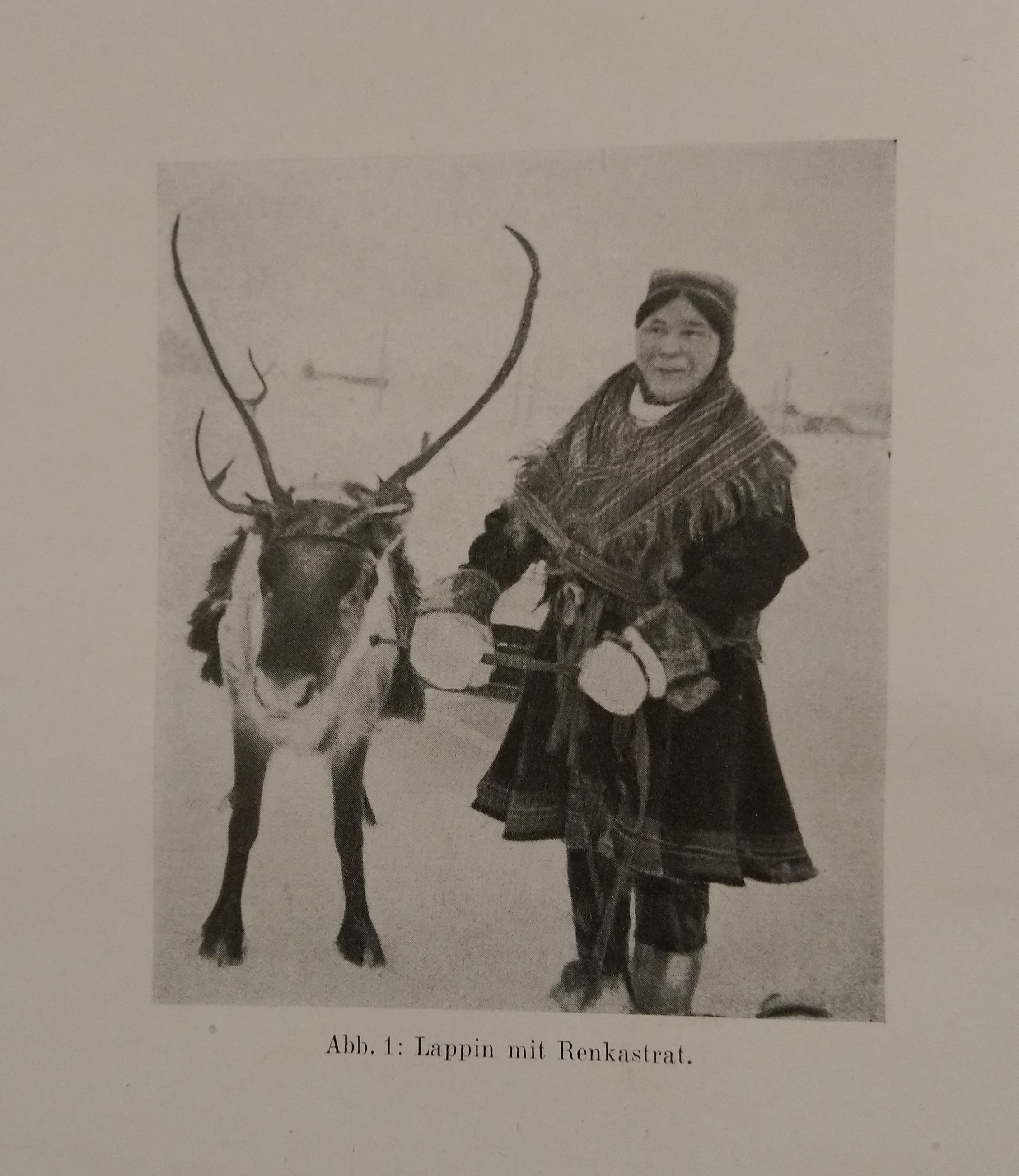 Reindeer, real and fictional – Languages across Borders