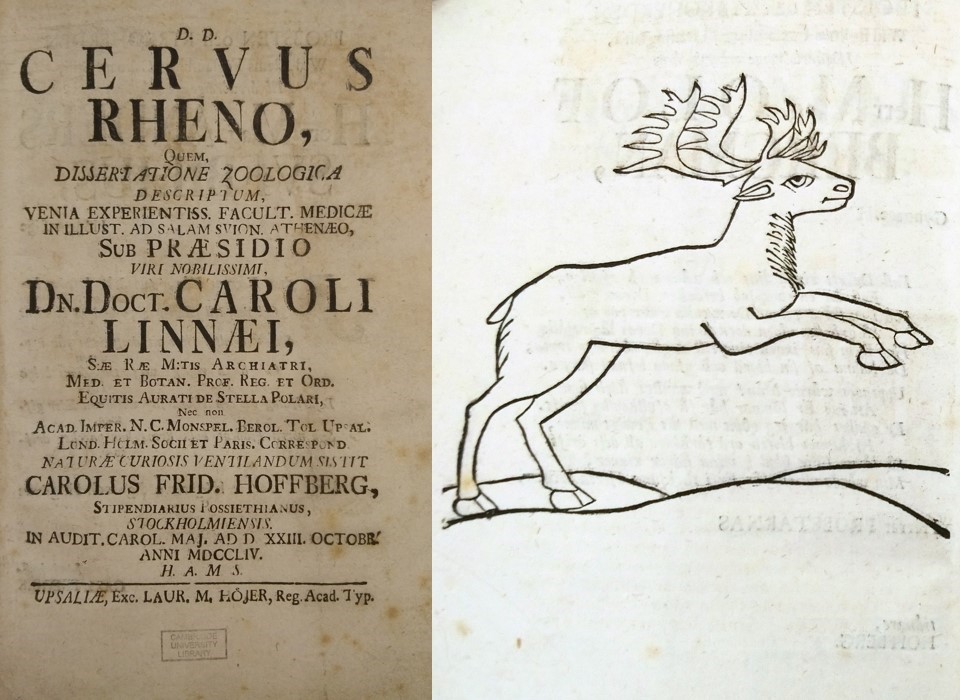 Reindeer, real and fictional – Languages across Borders