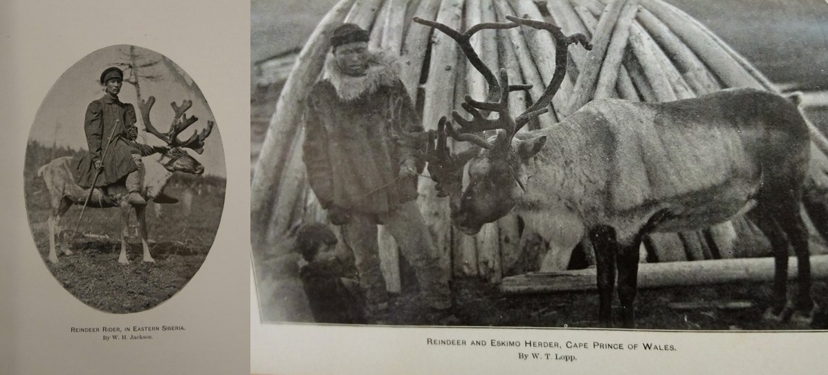Reindeer, real and fictional – Languages across Borders